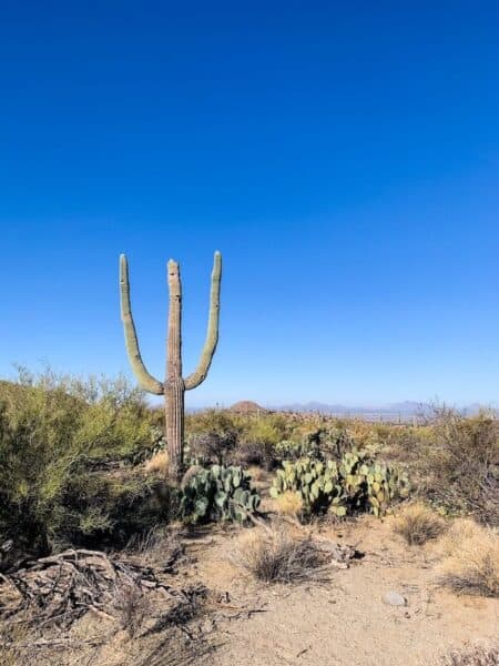 How to Plan One Day in Saguaro National Park